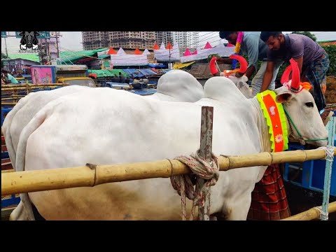Boro Boro Bolod Goru Jora 8 Lac taka Sold • Biggest Bail Pair Gabtoli ...