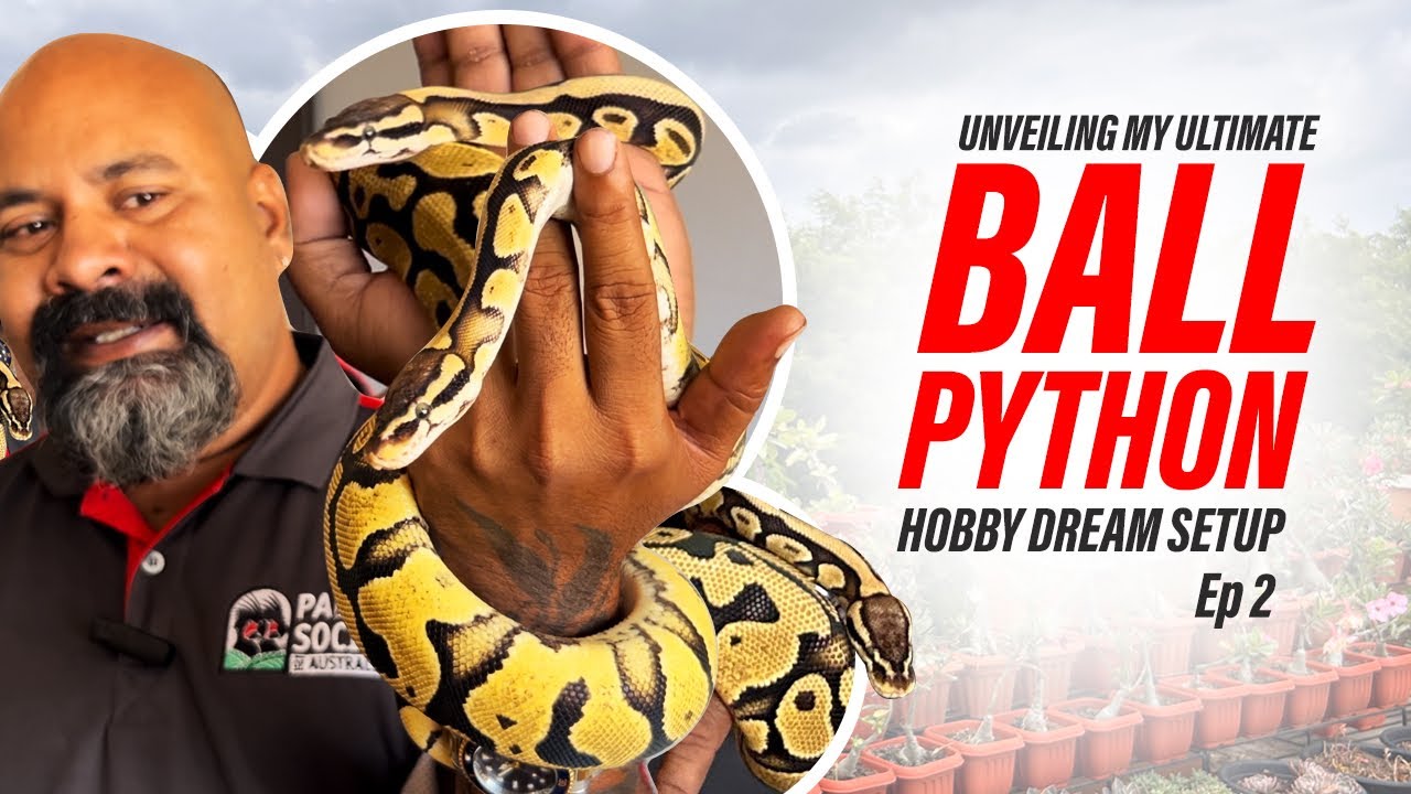 Ball Pythons as a Pet | How to Care for Ball Phythons 🐍#ballpython #snake #pets #petlover # ...