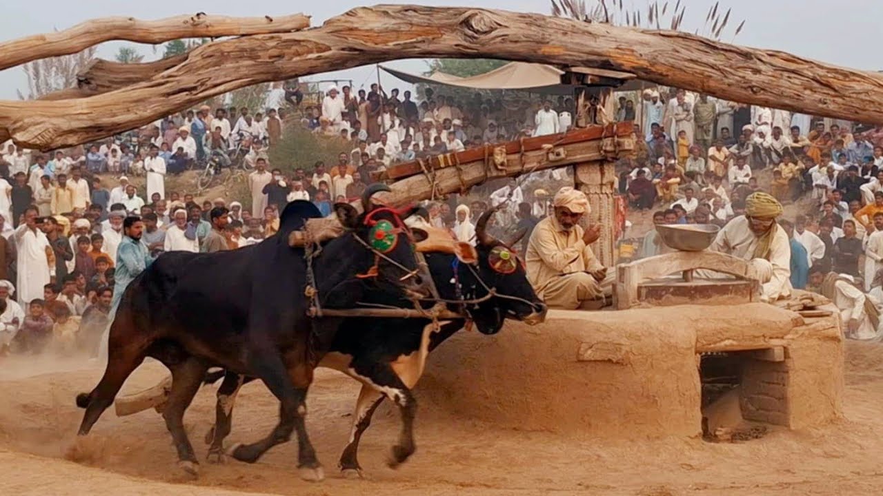 Bull powered flour making mill | Traditional and Antique method ...
