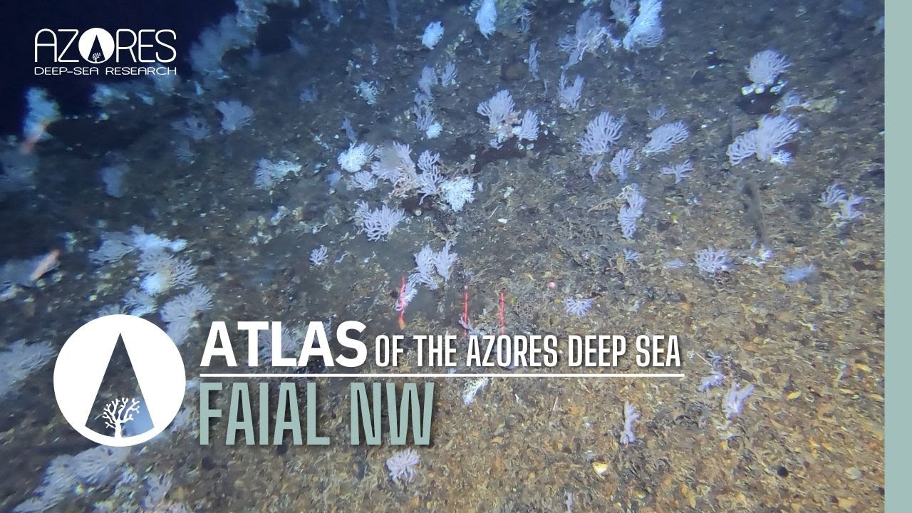 Faial NW island slope | ATLAS of the Azores deep sea - YouTube