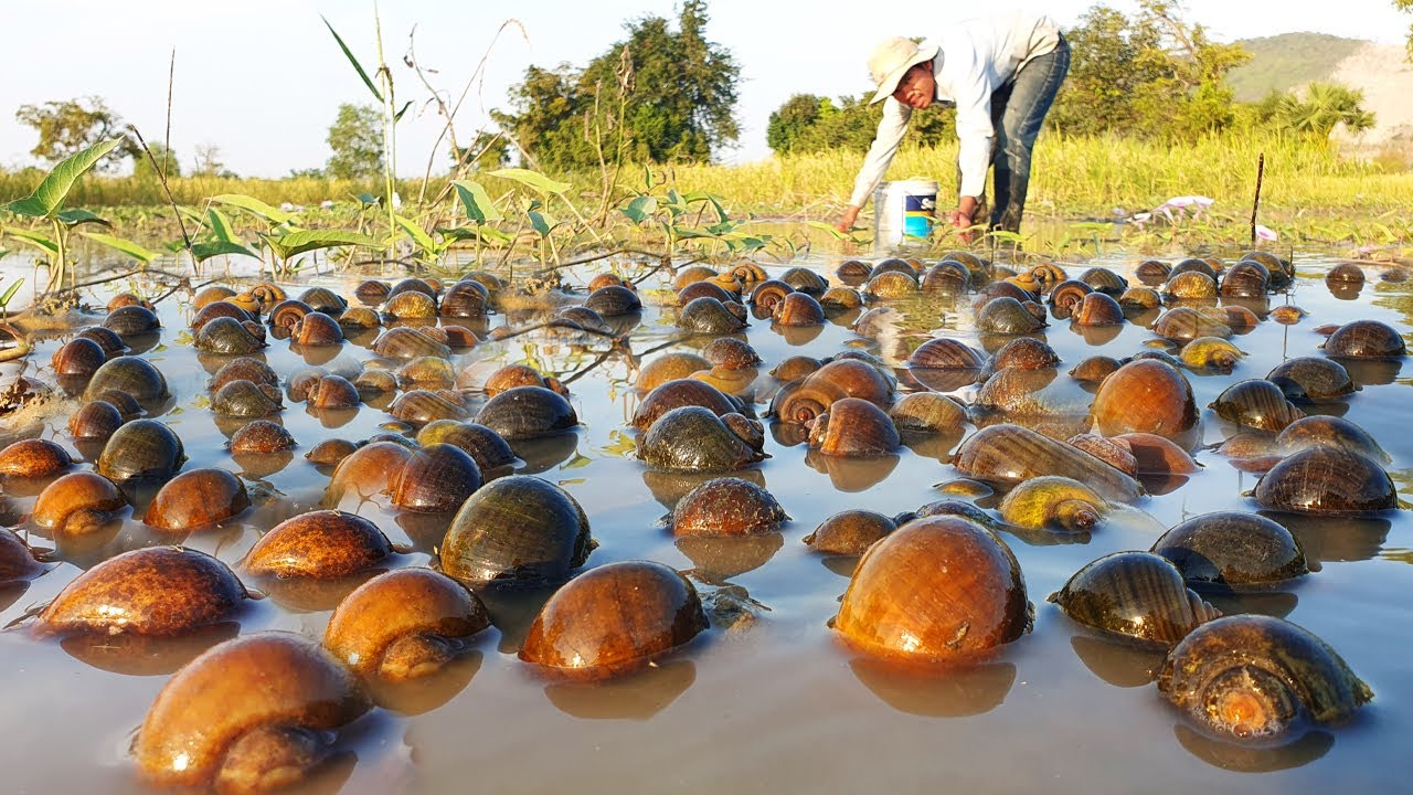HUNTING SNAILS! Hunting golden snail or often called Keong Sawah In the ...