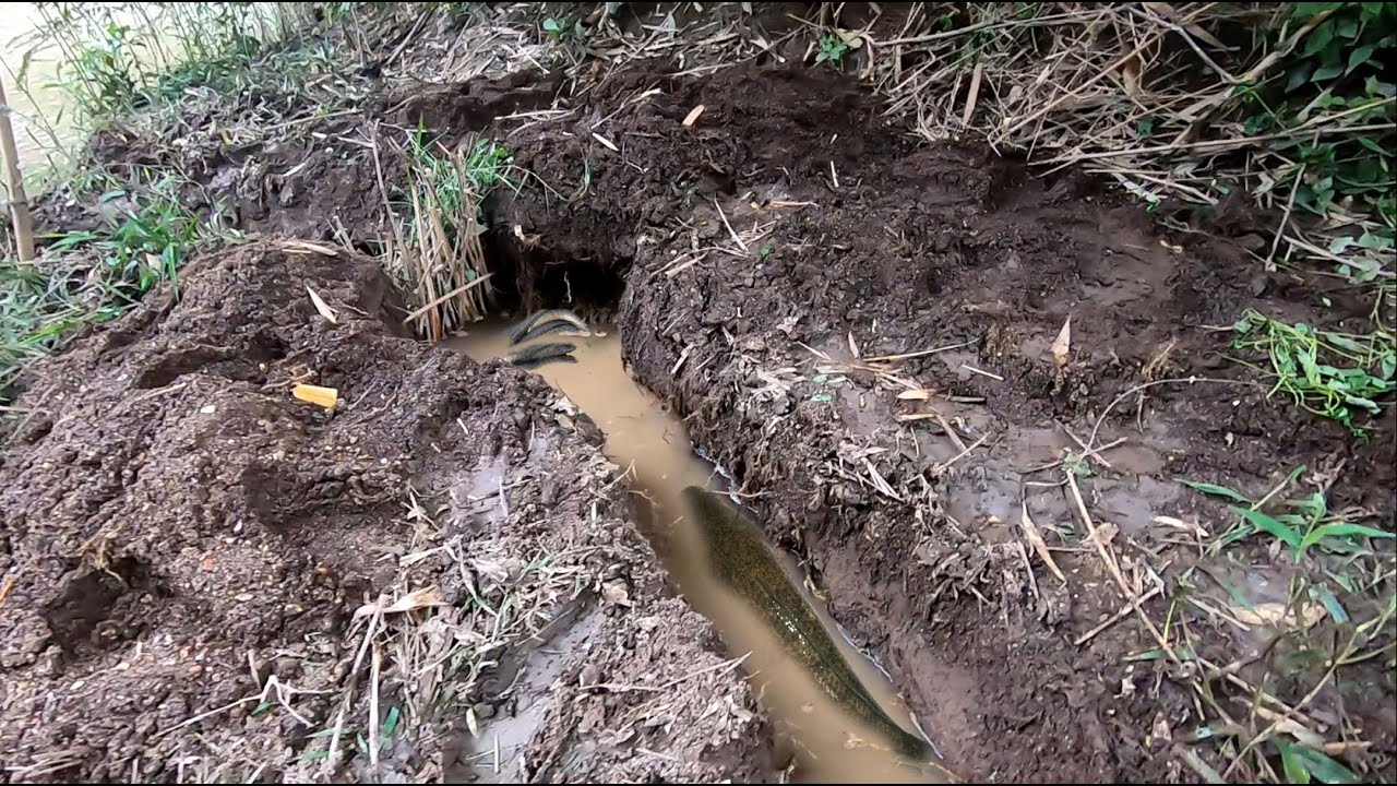 how to make a fish trap dig a ditch next to the river to trap fish how ...