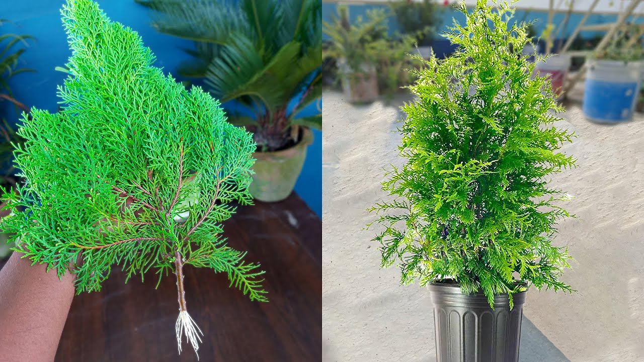 Best skill for how to grow thuja plant from cutting || Easy gardening ...