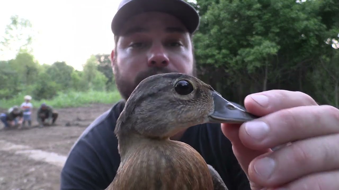 Banding 12,000 Ducks - YouTube