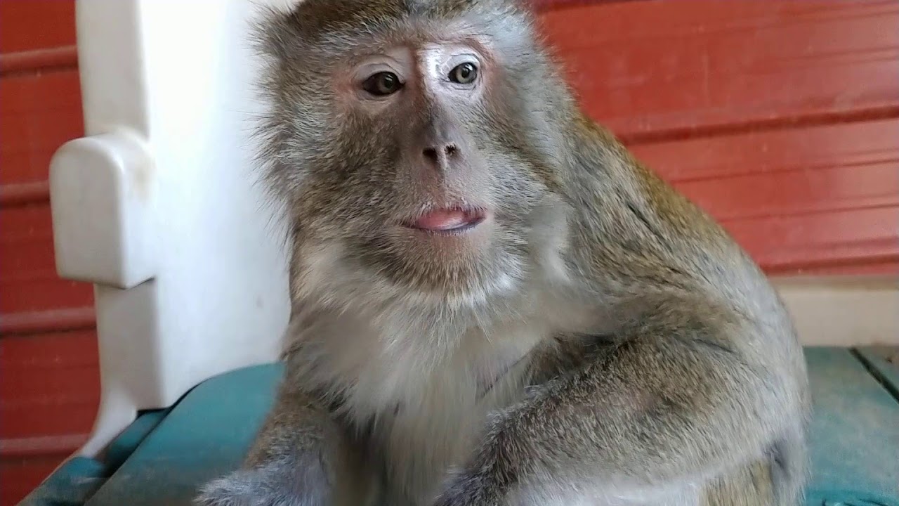 Macaque Monkey LOVES Milk Bugs Bullock - YouTube
