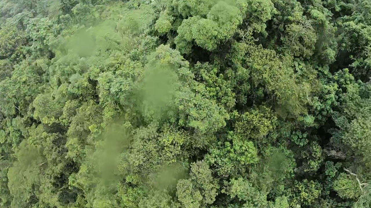 El monstruo, toro verde Puerto Rico - YouTube