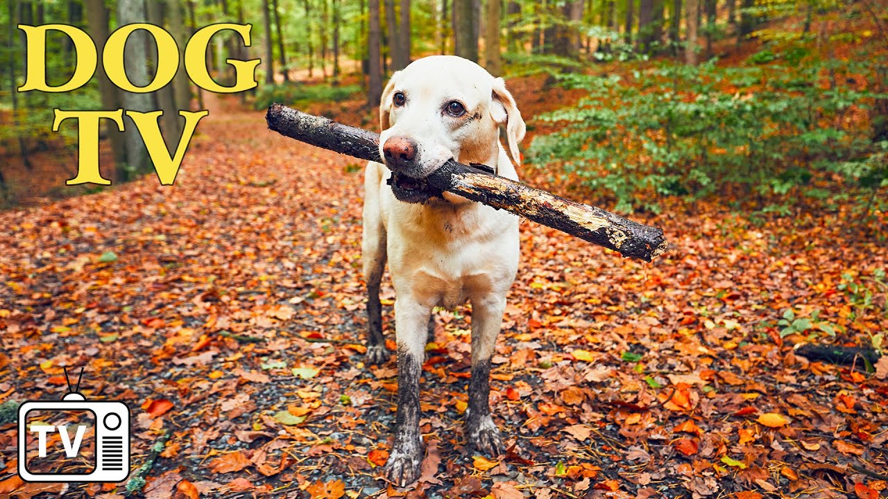 (4K HDR) DOG TV: Deep Anti Anxiety With TV for Dog - Tones to Calm ...