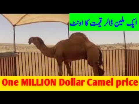 The One MILLION Dollar Camel Race! | Wild Arabia | BBC 🌎 - YouTube