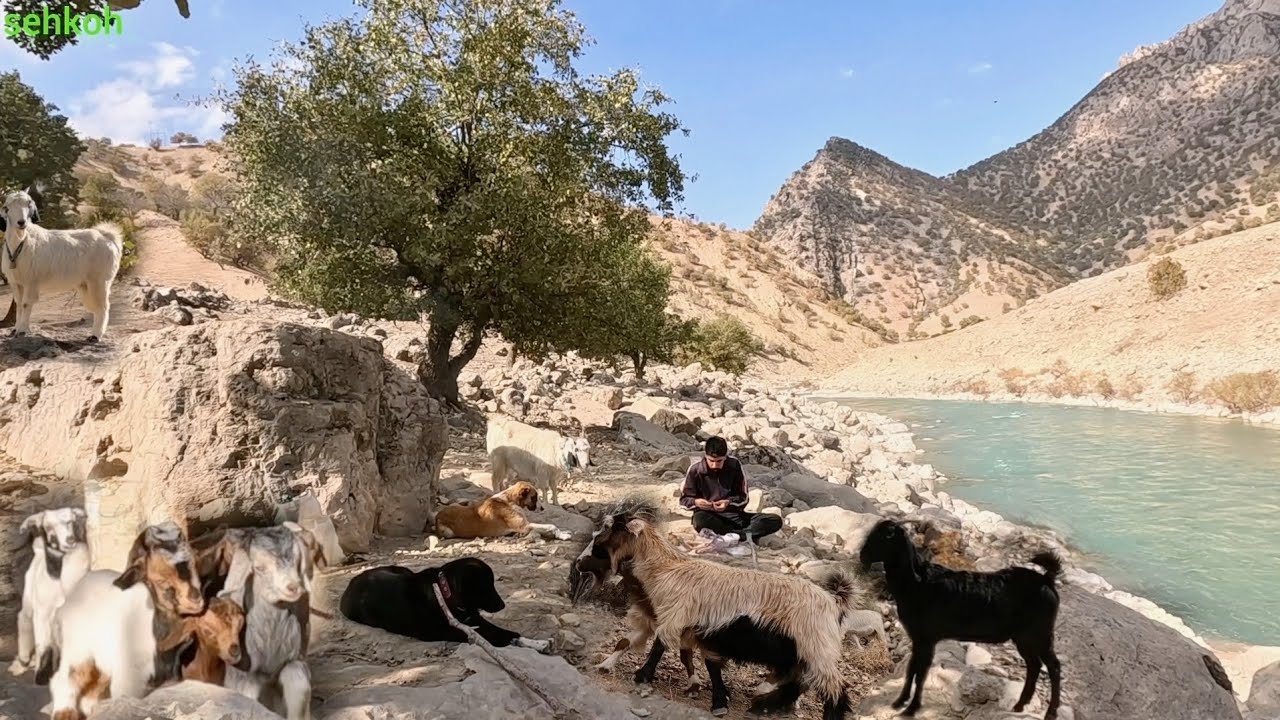 An Epic Journey! Nomadic Shepherd Takes Goats & Sheep to the Enchanted ...