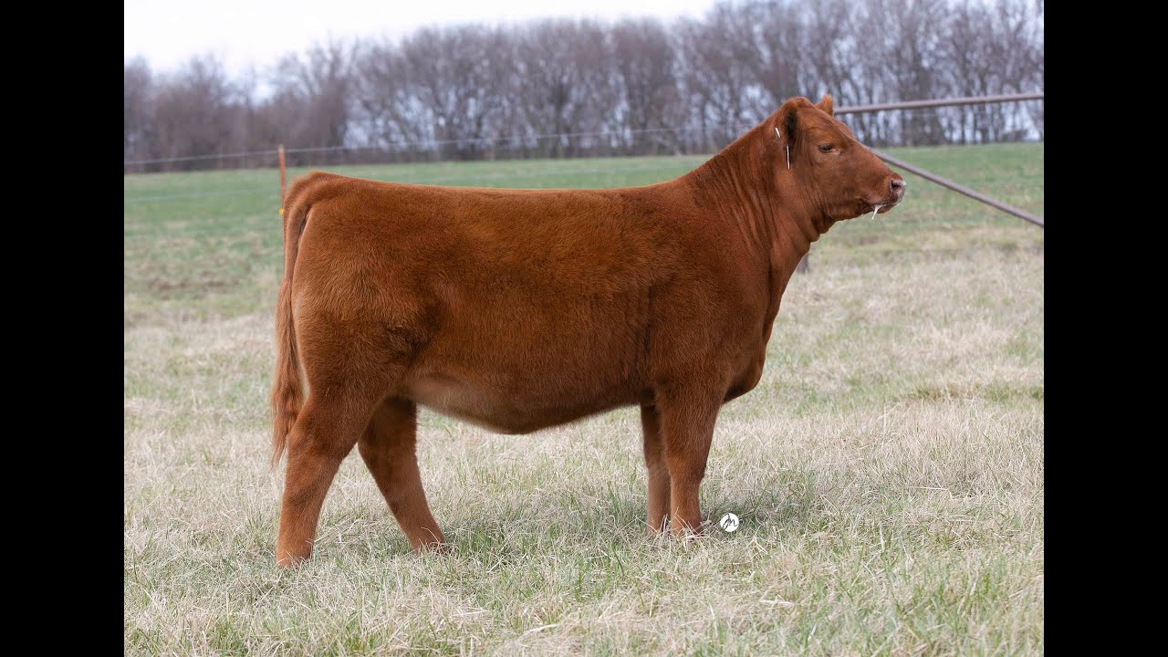 Robin | JCL Red Angus - YouTube