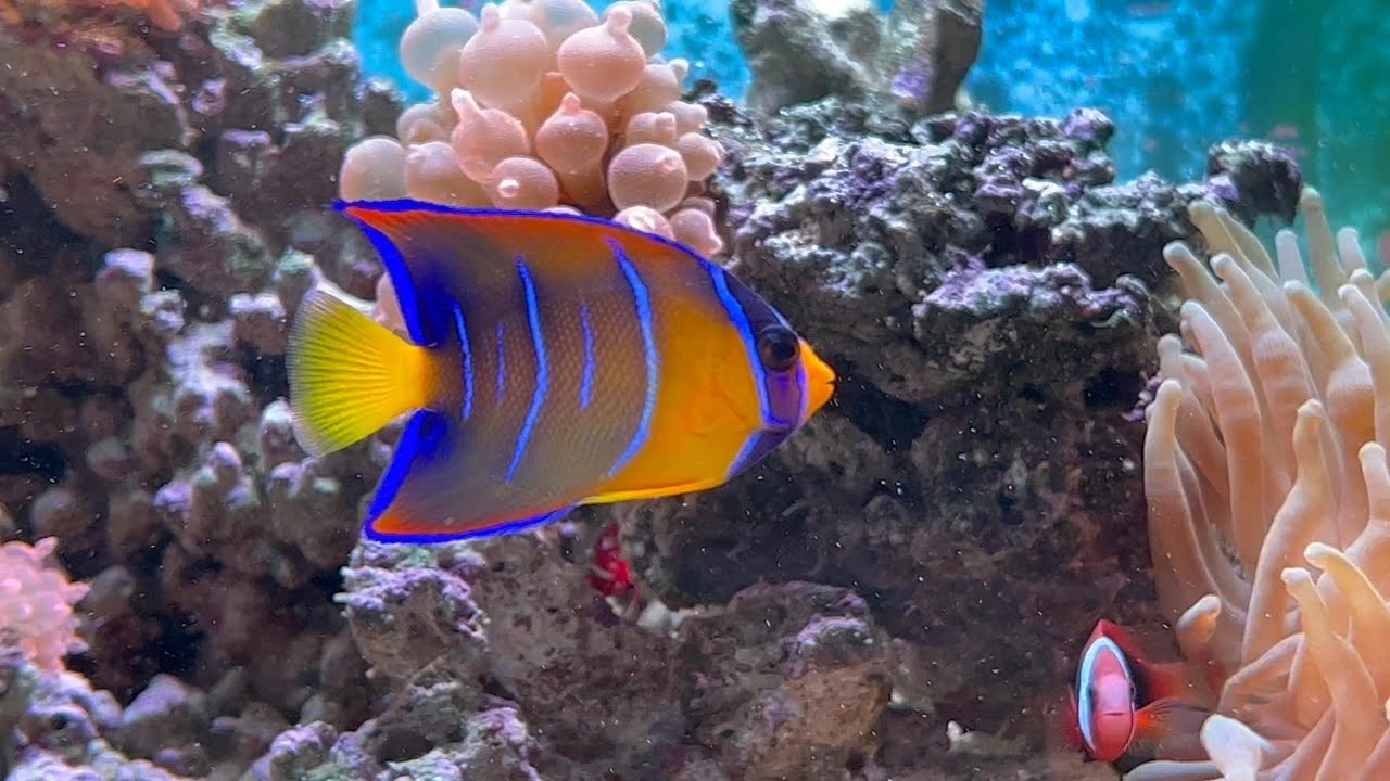 Queen Angelfish 4K60 HDR - YouTube