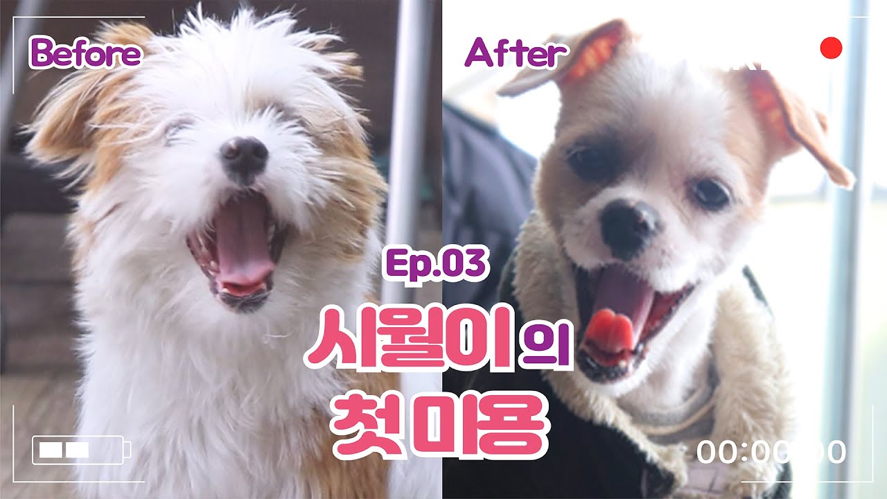 시월이의 첫 미용, 유기견 입양, 임시보호 브이로그, Dog Grooming, Homeless Dog Adoption |펫벗 ...