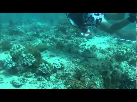 Line transect survey on Coral reef - YouTube