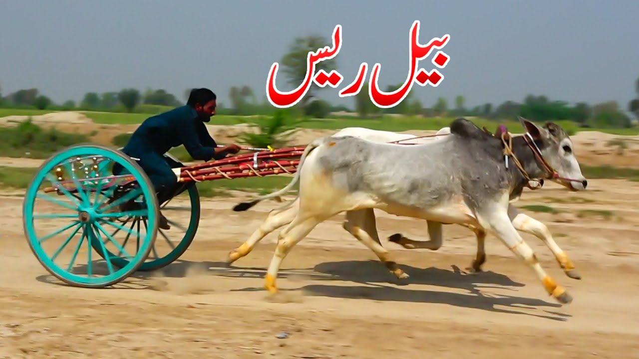 Bull Race In Pakista 2022 - YouTube