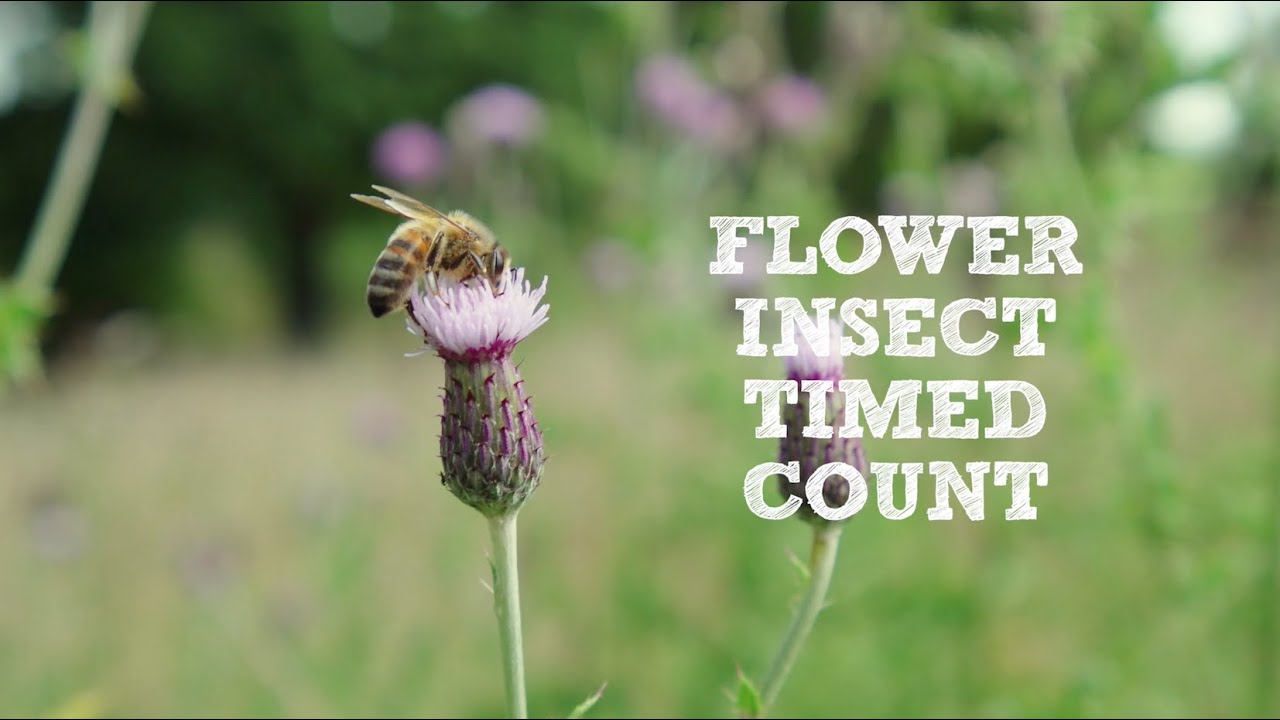 Help to survey for insects - try a 10-minute Flower-Insect Timed Count ...