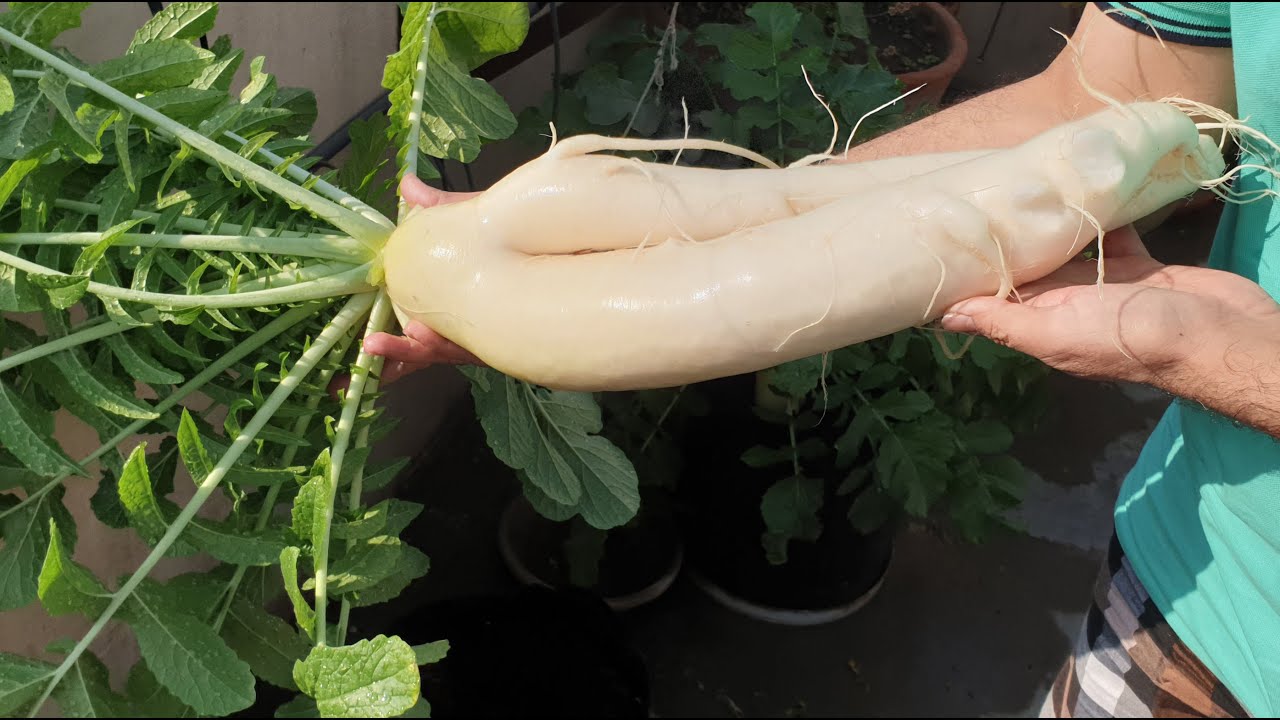 Growing Radish in Hydroponic System - YouTube