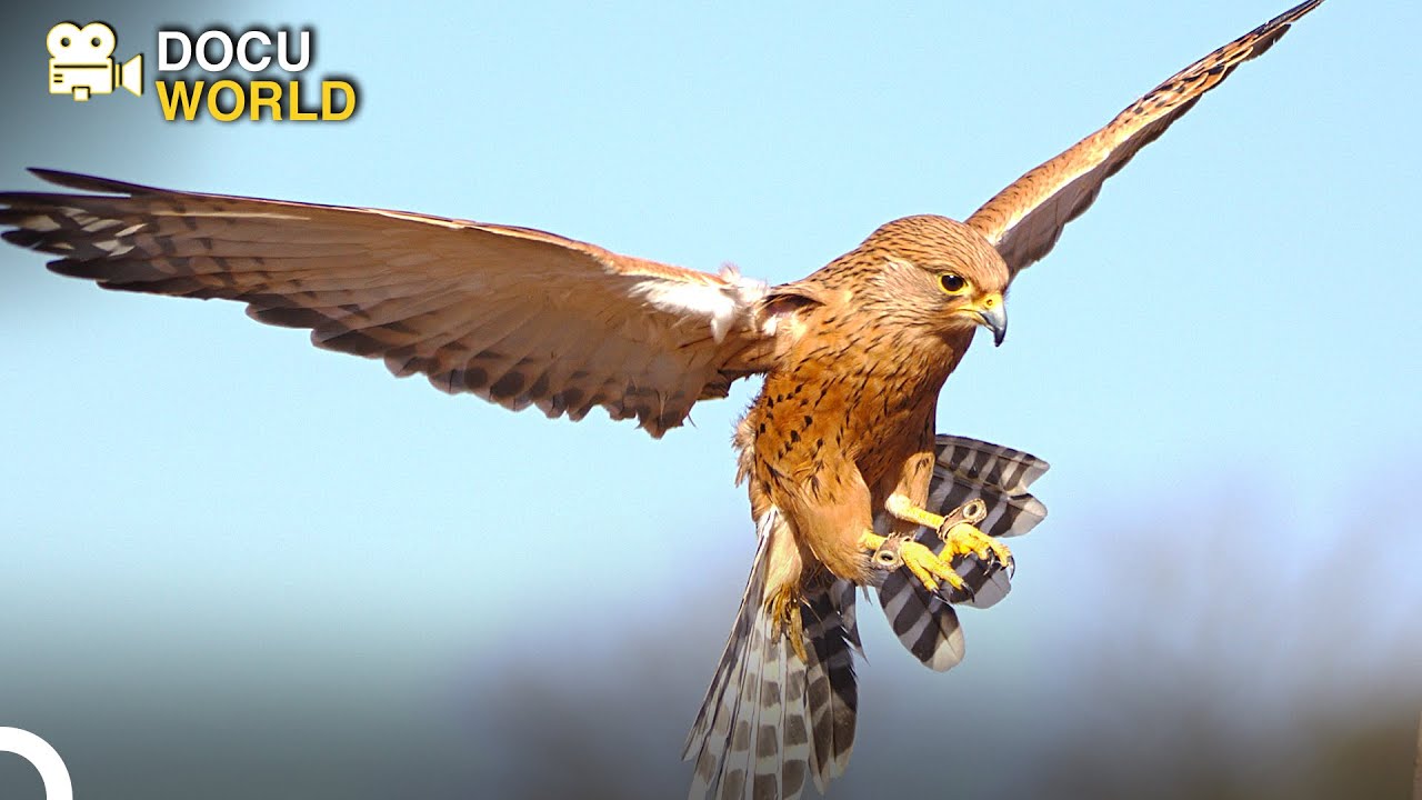 Kestrel - Bird of Prey - Hover and Dive! | Wild Life - YouTube