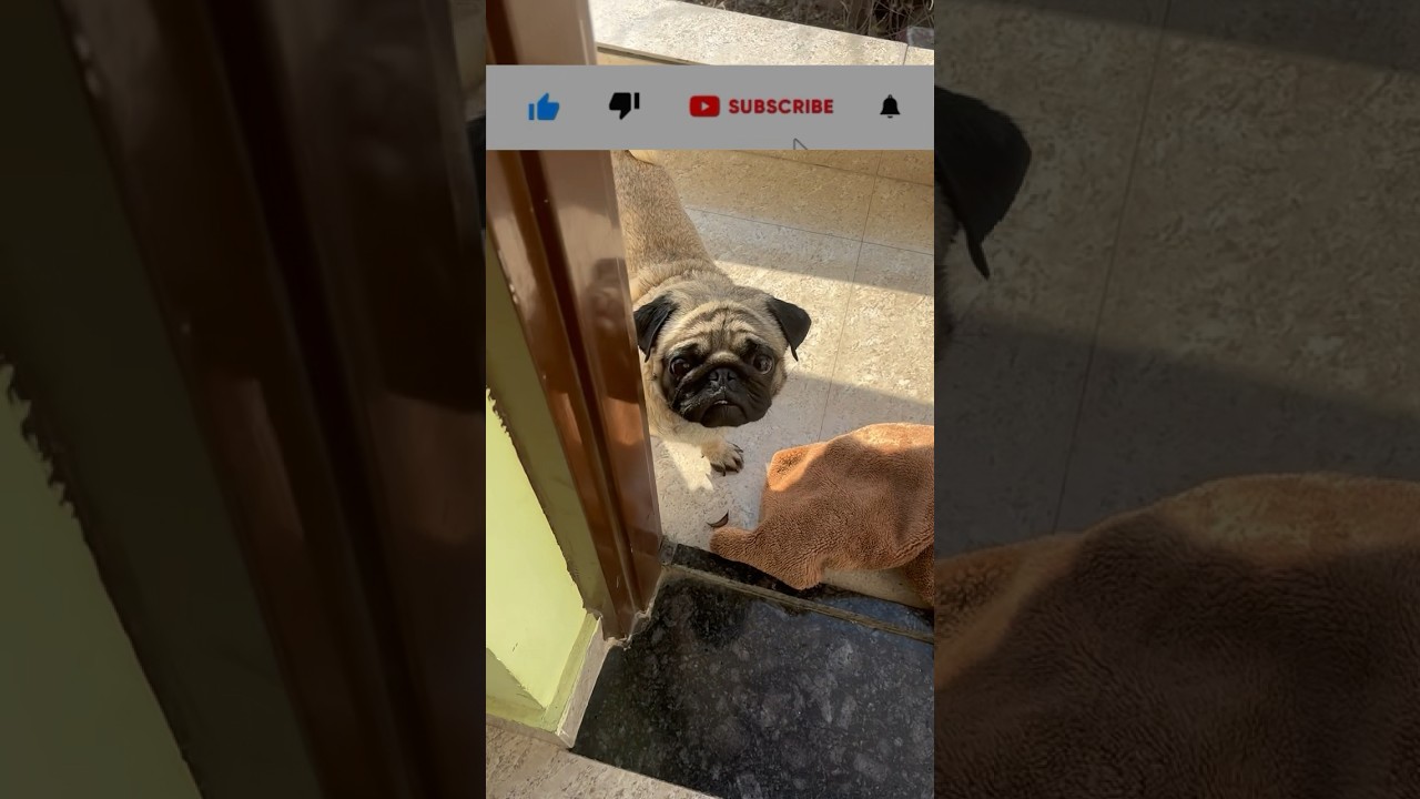 Cute puppy short# funny short😂# - YouTube