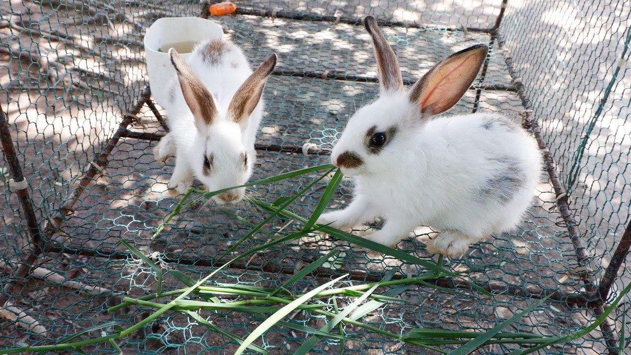 Rabbits video 2020 - YouTube