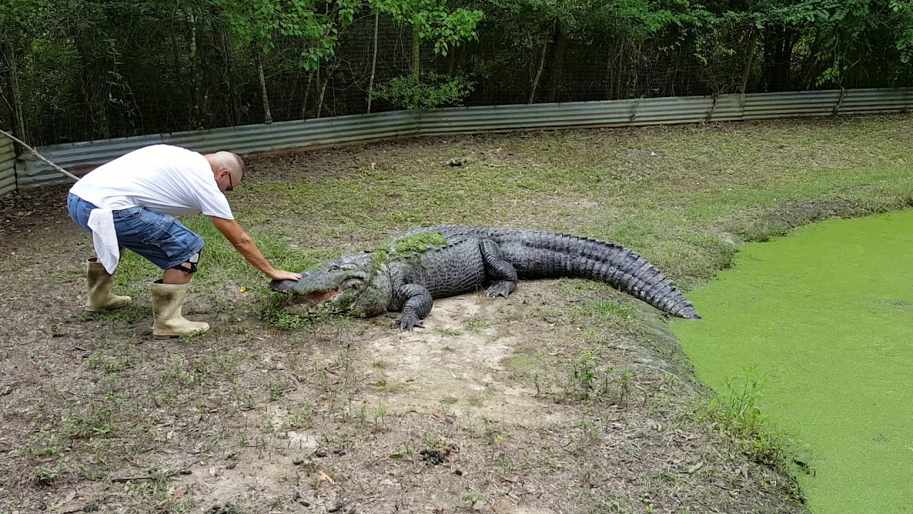 New Orleans Klieberts Alligator Farm - YouTube