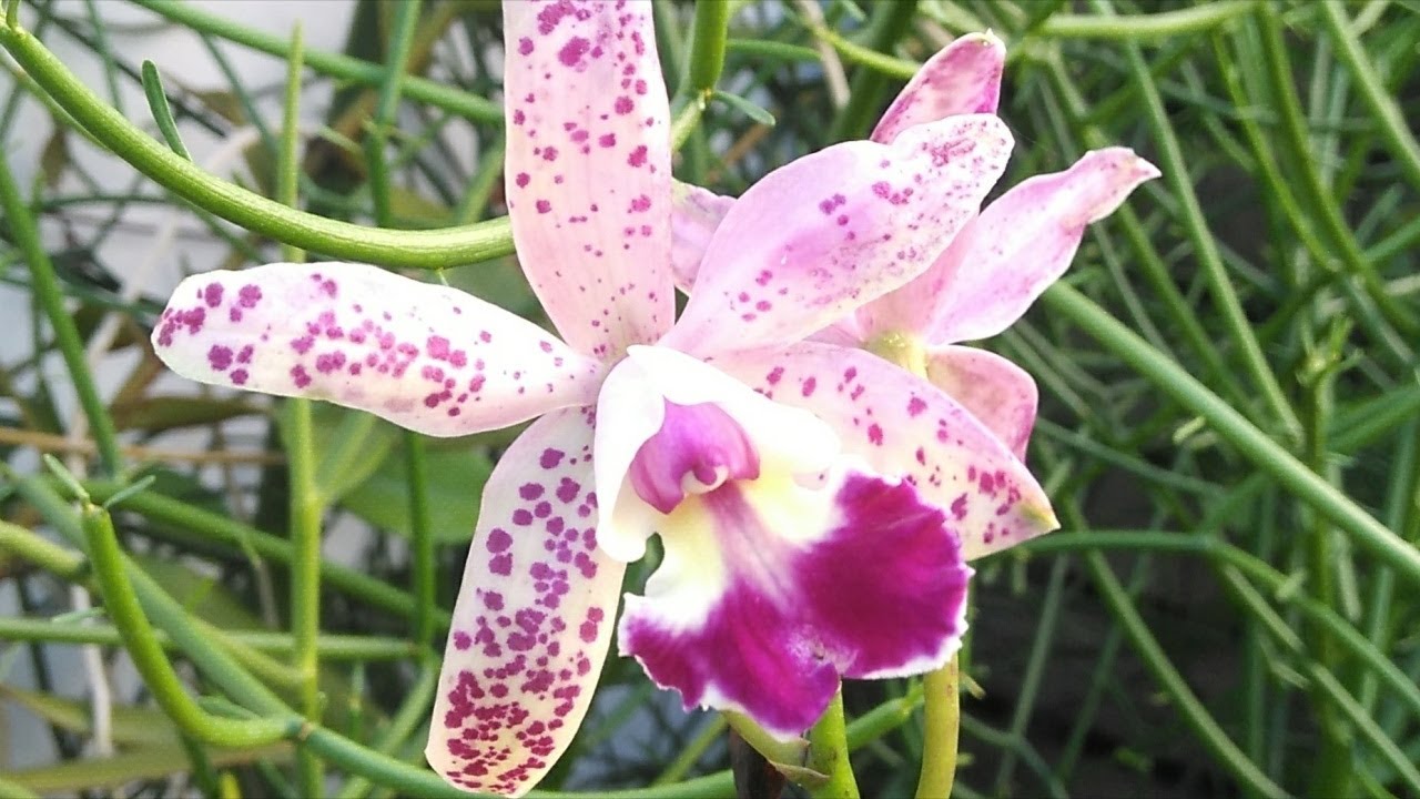 Орхидея каттлея Lc. Tropical Pointer первое цветение. #orchid #орхидеи #lctropicalpointer - YouTube