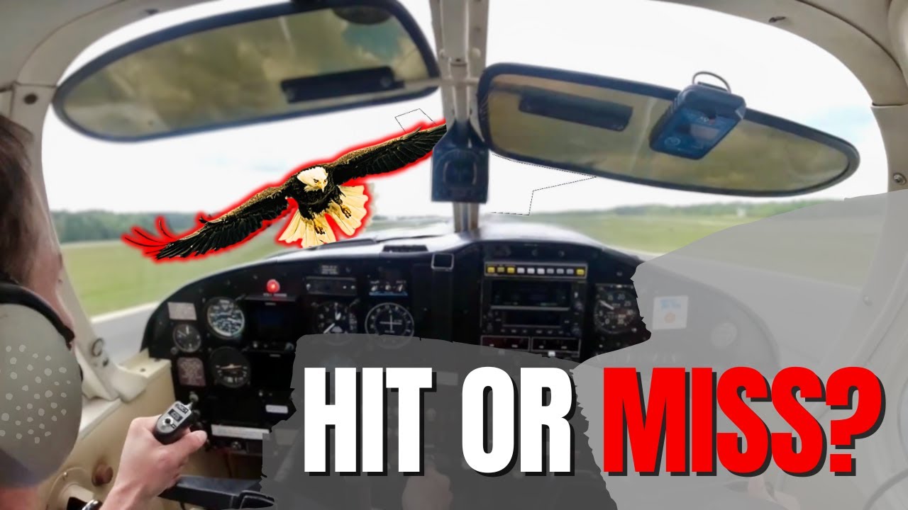 BIRD STRIKE Awareness and AVOIDANCE: SAFETY Guide - YouTube