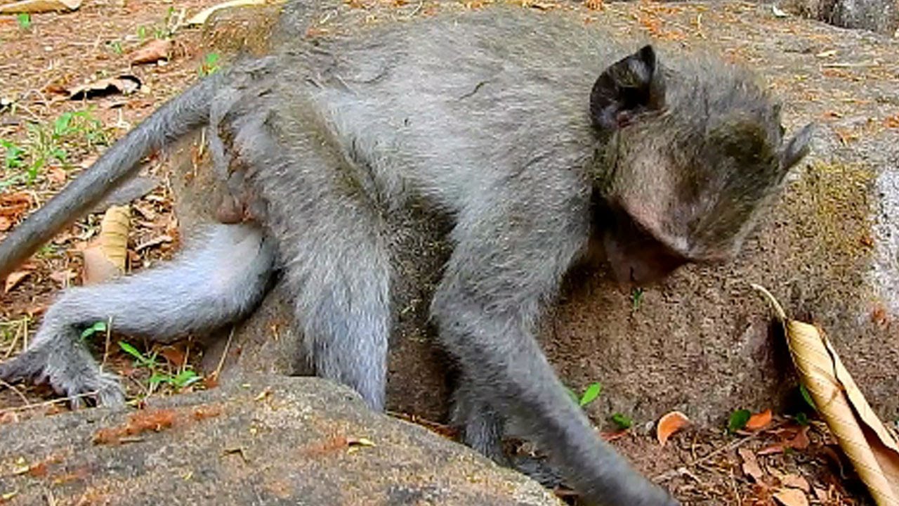 Million Pity! Poor little monkey Julina walk no power, Julina walk fall ...