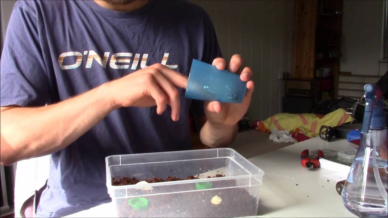 How to Clean Giant African Land Snail Enclosures - YouTube