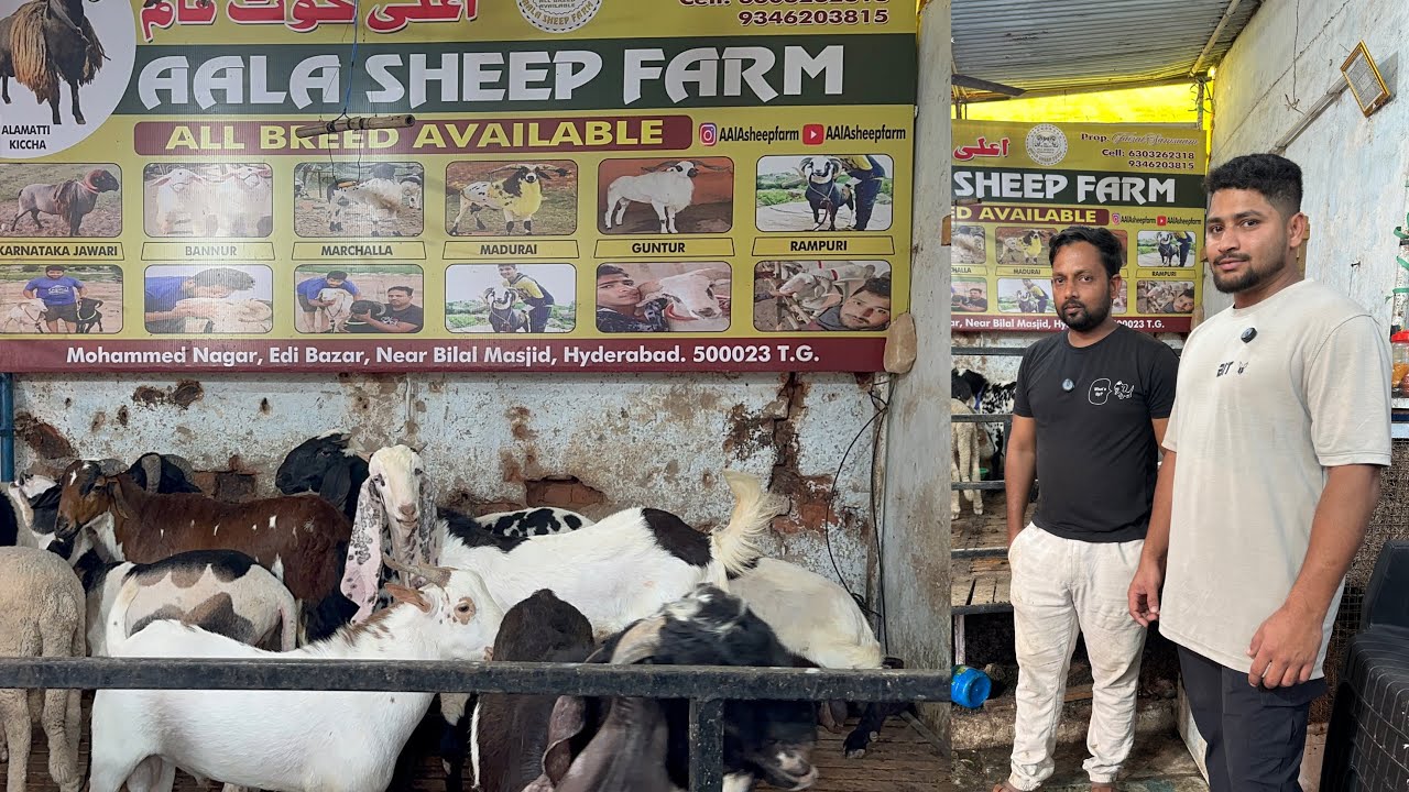 Aala sheep farm near TALABKATTA - YouTube