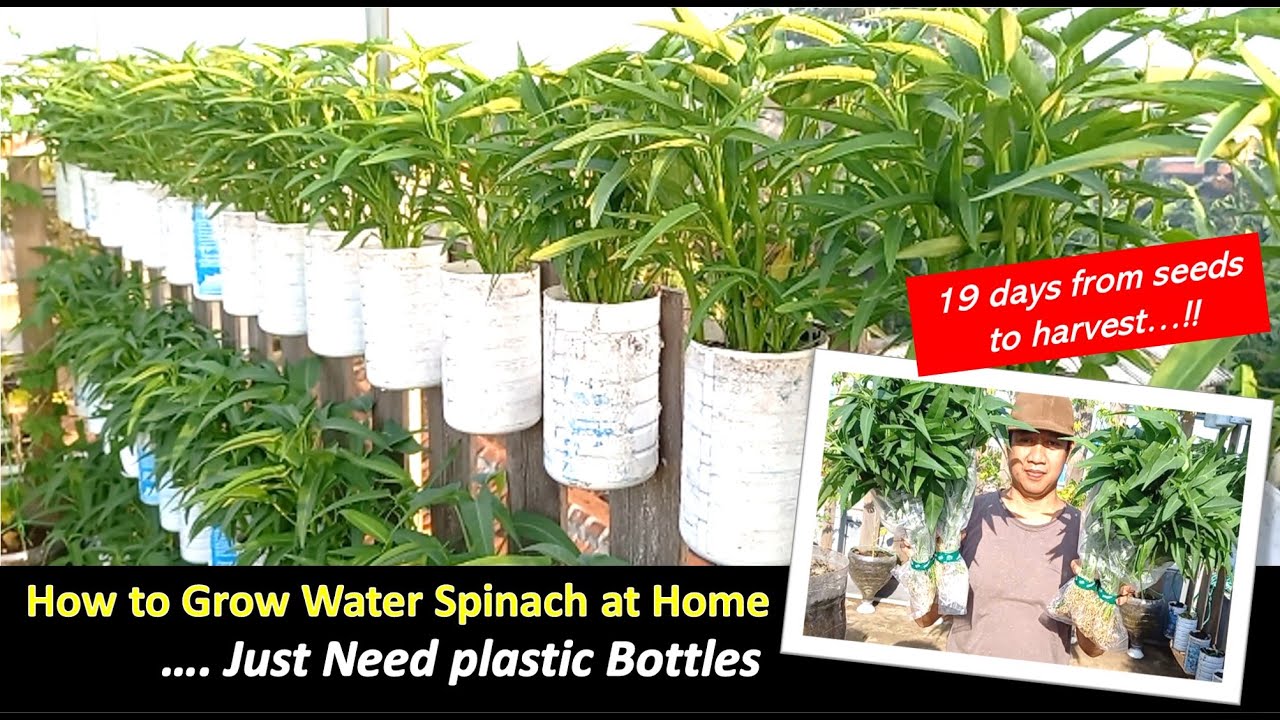 Easy Ways to Grow Kangkong from Seeds / Growing Water Spinach in Used ...