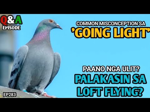 Q&A : ANO ANG GOING LIGHT SA KALAPATI? | PAANO PALAKASIN AT PA-SIPAGIN ...