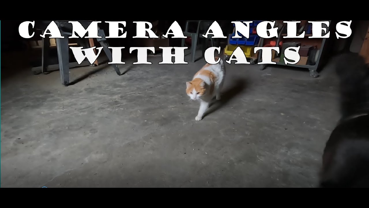 Camera Angles with Cats - YouTube