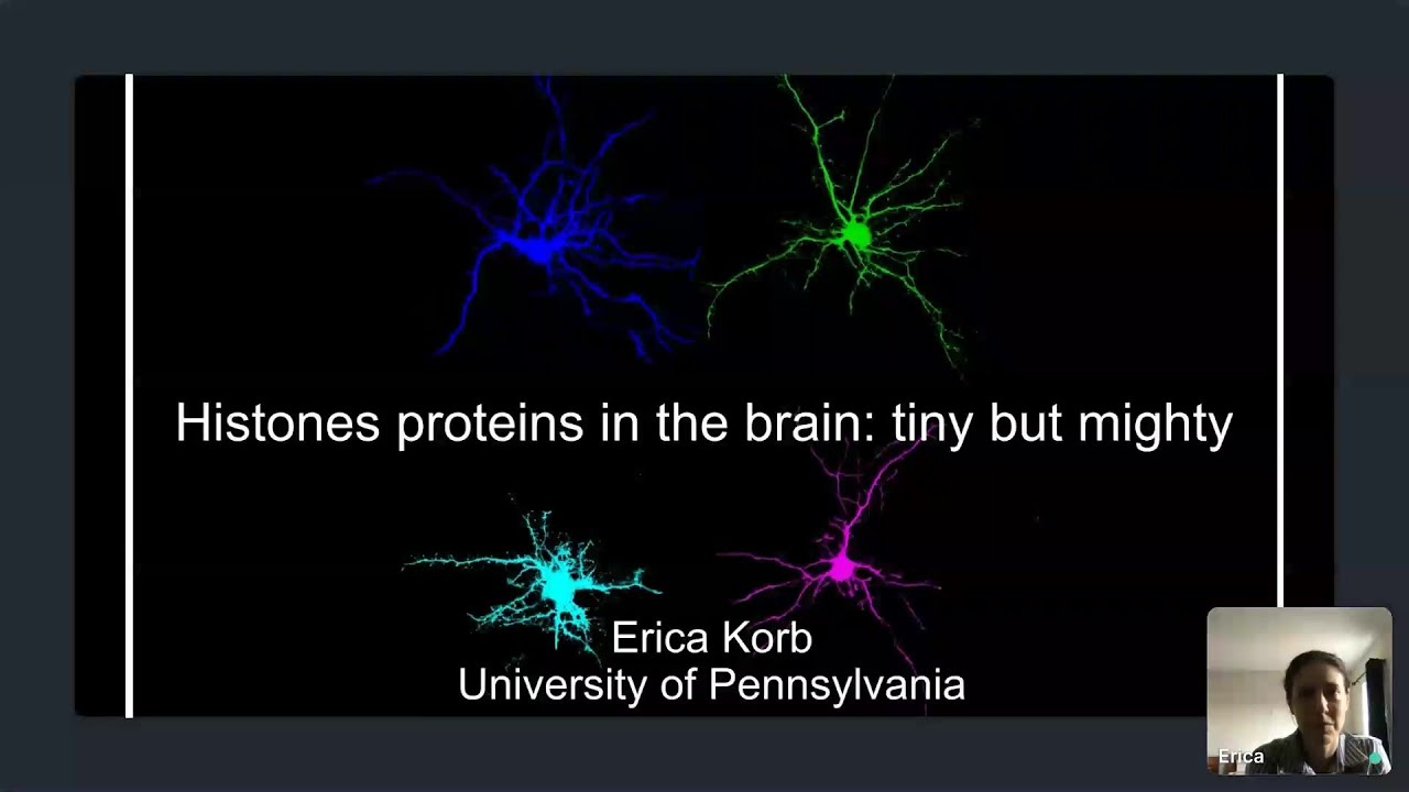 Histone proteins in the Brain: Tiny but Mighty (Erica Korb, PhD) - YouTube