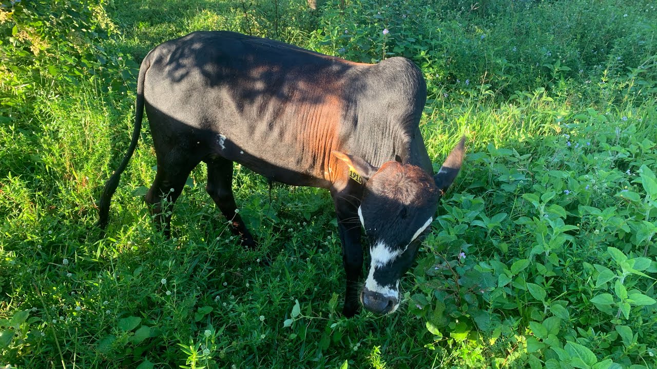 Registered Miniature Zebu - YouTube