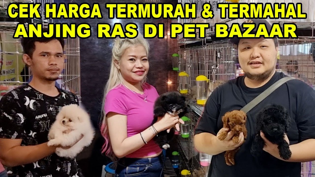 Harga Anjing Ras Termurah Termahal Di Pet Bazaar Hello! Pet Emporium Pluit Mall - YouTube