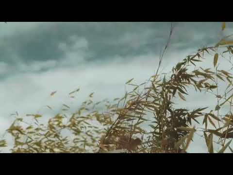 BAMBOO TREE WIND - YouTube
