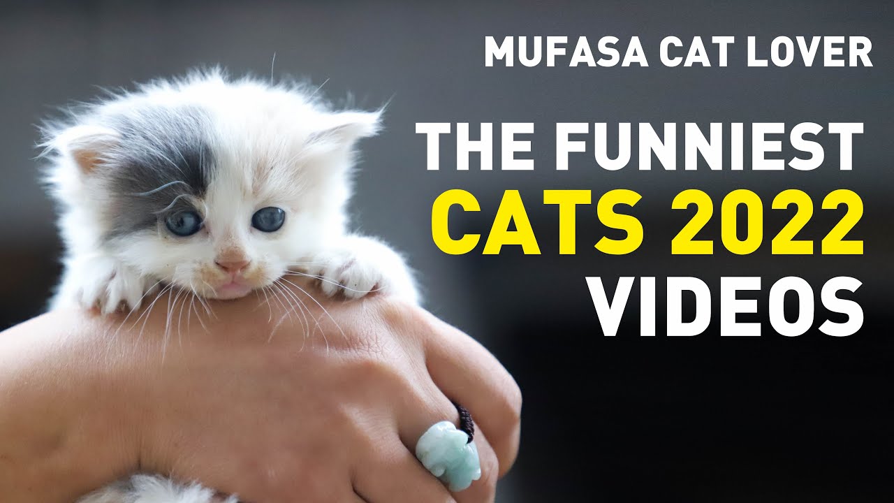 THE FUNNIEST CATS 2022 VIDEOS | MUFASA CAT LOVER | MUFASACAT | MUFASA ...
