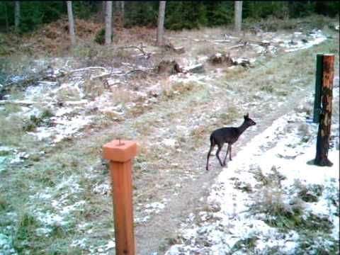 Zwarte ree - YouTube