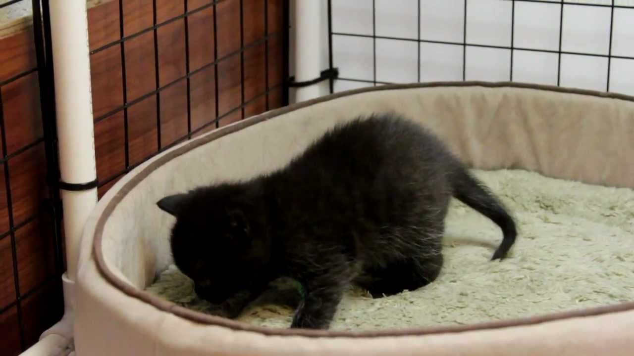 Clumsy kitten named Yau - YouTube