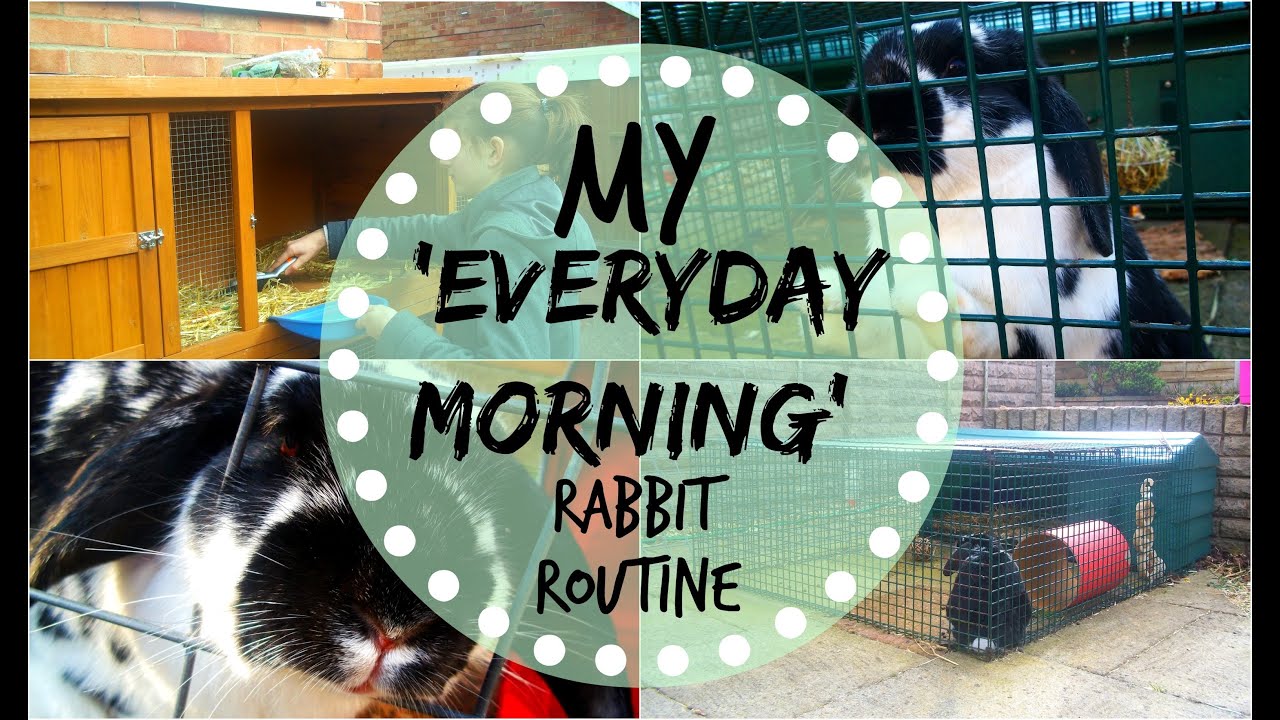My 'Everyday Morning' Rabbit Routine | RosieBunneh - YouTube