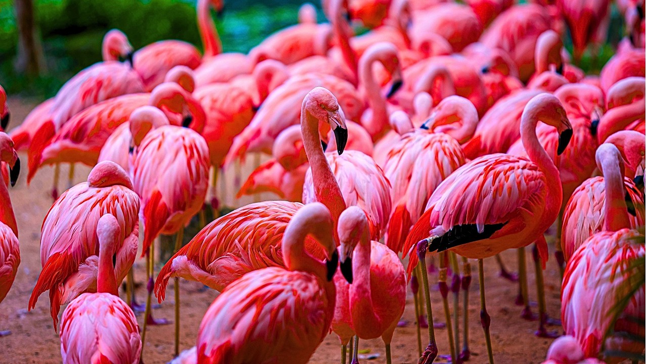 O SEGREDO DOS FLAMINGOS POR QUE ELES SÃO ROSA E TÃO INCRÍVEIS - YouTube