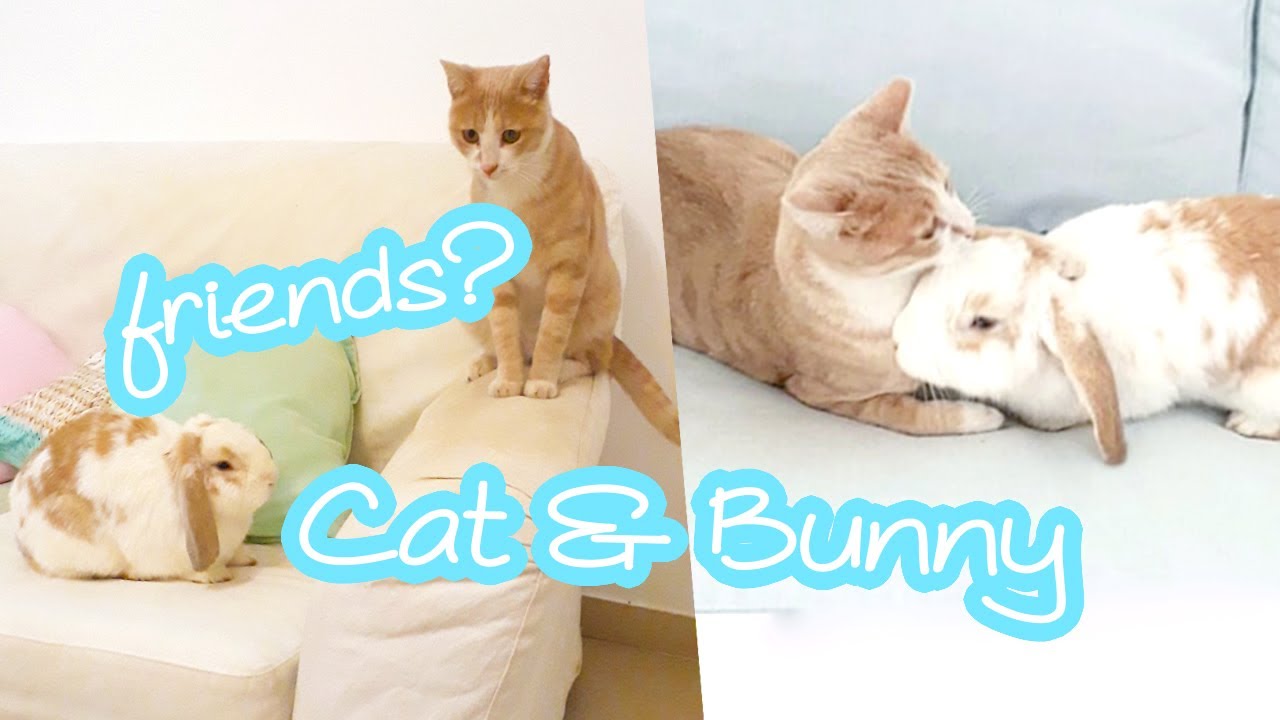 CAT & BUNNY best friends - YouTube