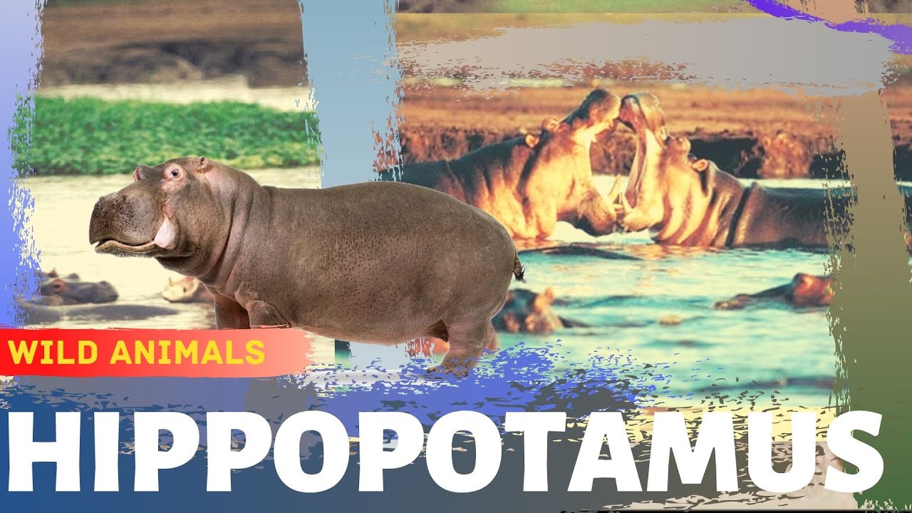 Hippopotamus documentary video - YouTube