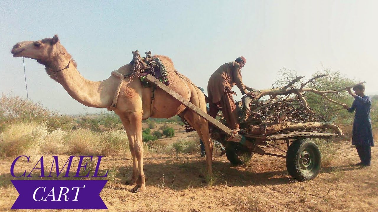 A Camel Cart Filled With The Wood || Camel Cart || Camel Sounds ...