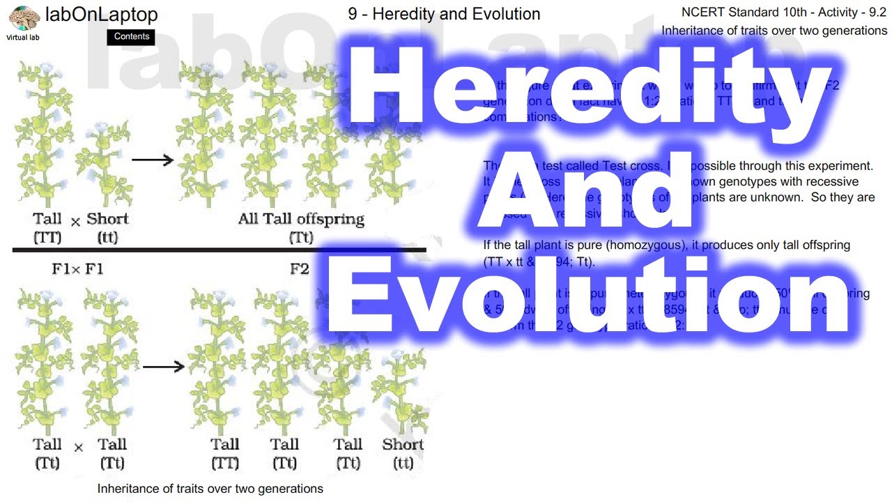 NCERT Class 10th Activity 9.2 | Heredity & Evolution | labOnLaptop ...