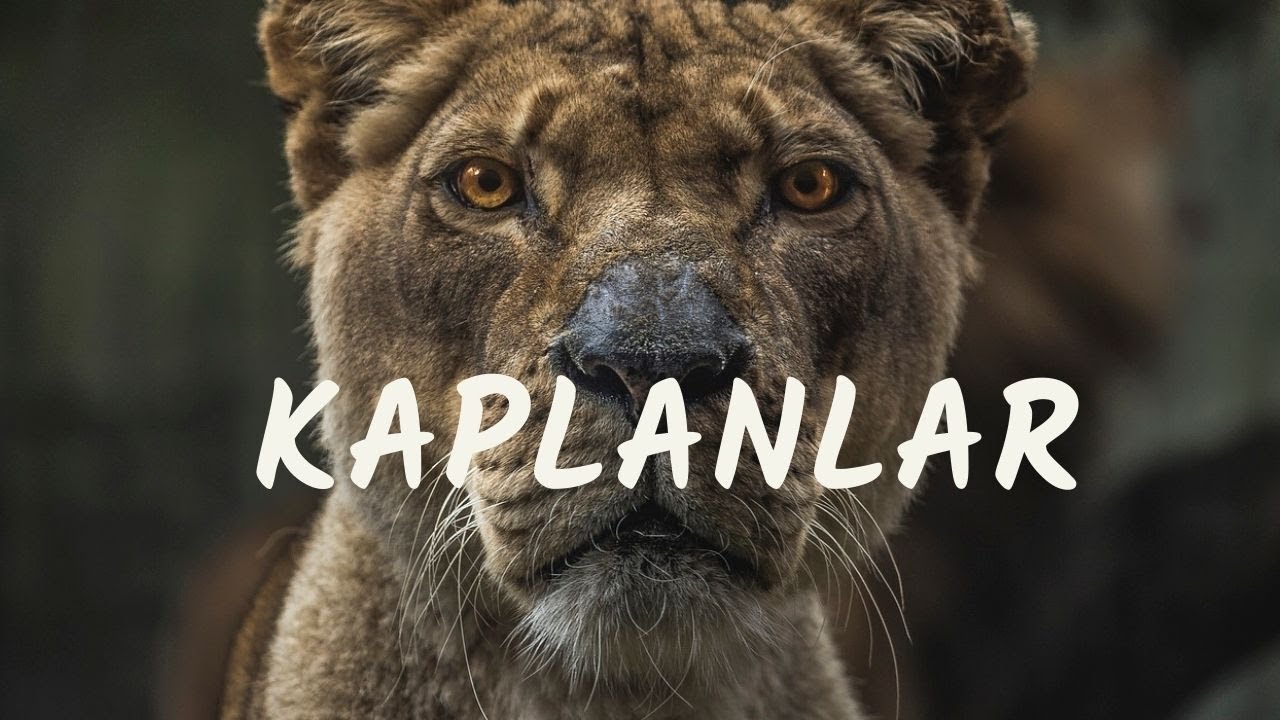 DOĞAL GÖRÜNTÜLERİ EŞLİĞİNDE KAPLANLAR HAKKINDA İLGİNÇ BİLGİLER... - YouTube