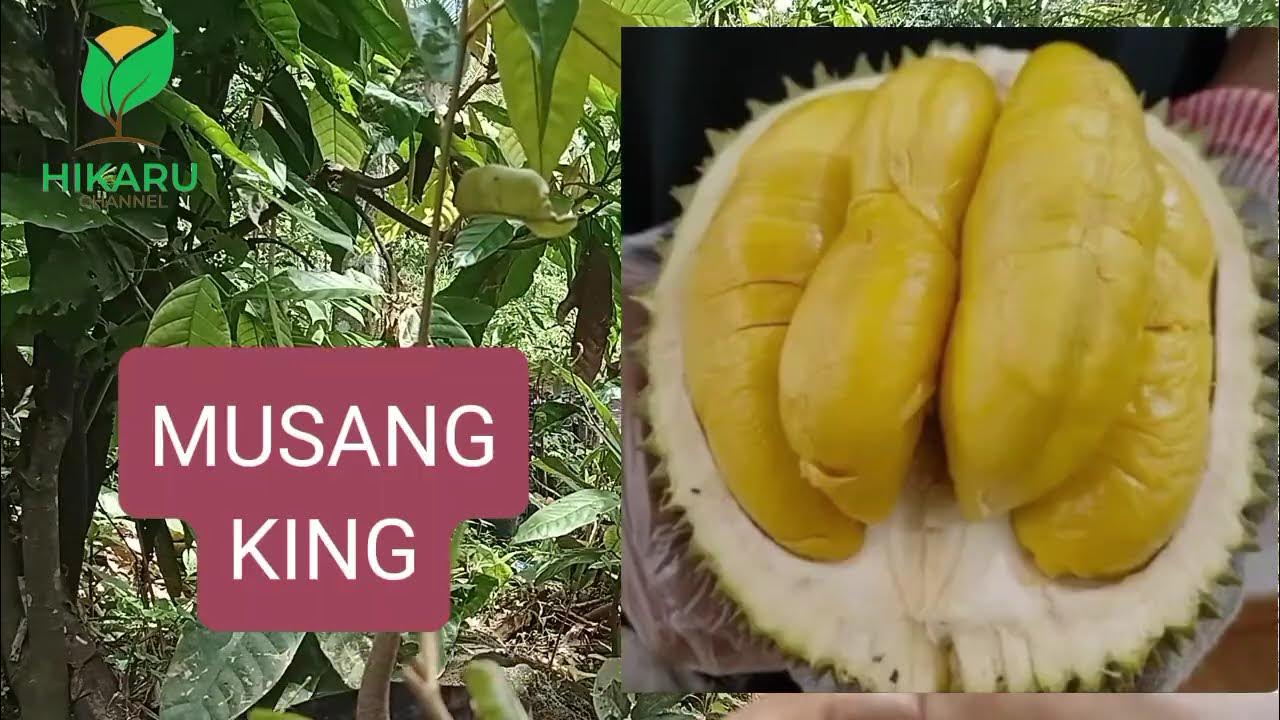 Cara sambung pucuk durian musang king satau mata tunas - YouTube