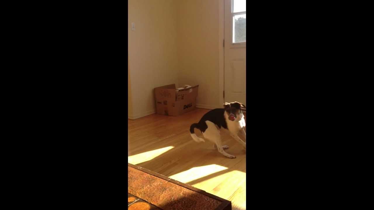 Cute dog runs in circles - YouTube