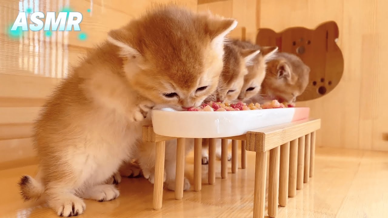 ASMR Kitten Eating Compilation 🐱💖 | Sweet and Soothing - YouTube
