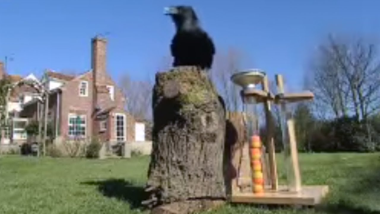 Ravens Solve Test to get Food | Clever Critters | BBC Studios - YouTube
